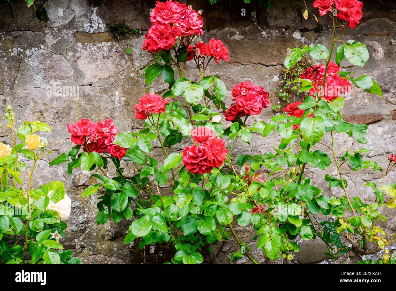Red Roses on a bush in a garden Stock Photo - Alamy