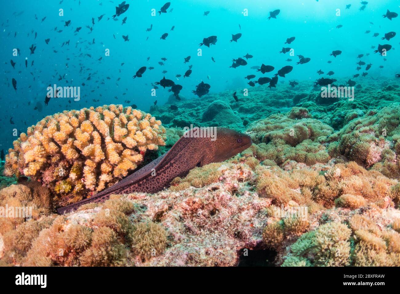 Silhouette Moray Eel High Resolution Stock Photography and Images - Alamy