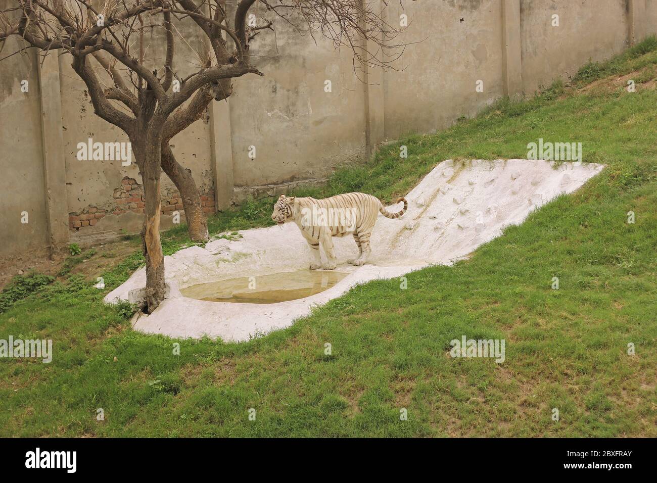 White tiger in Lahore zoo, Punjab, Pakistan Stock Photo - Alamy