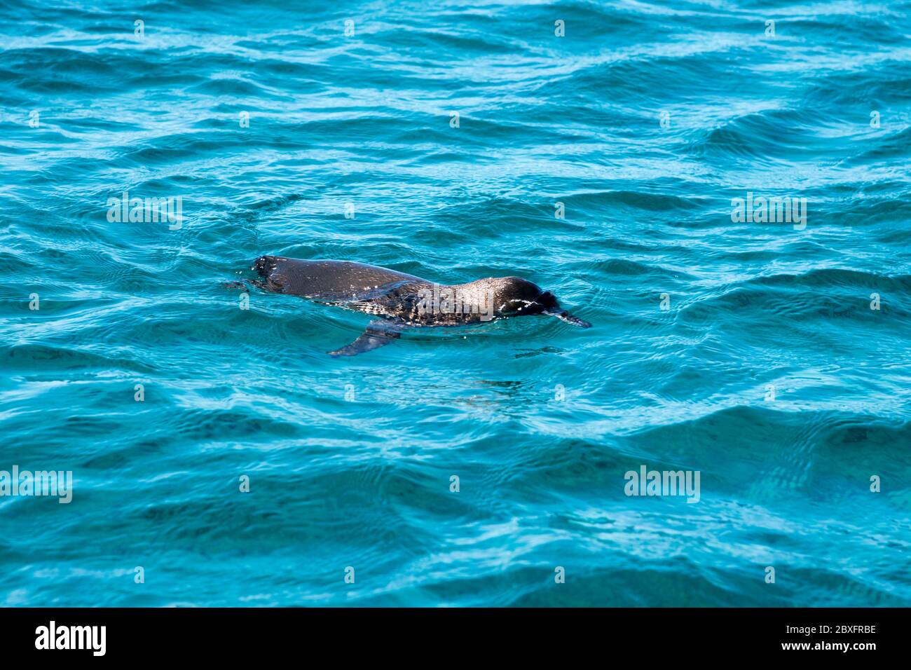 Galápagos penguin swimming in the Pacific Ocean off the coast of ...
