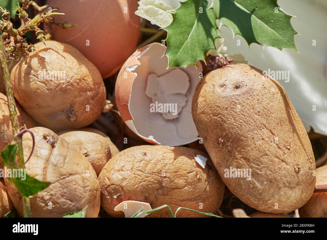View into a bio container with various organic wastes such as potato ...