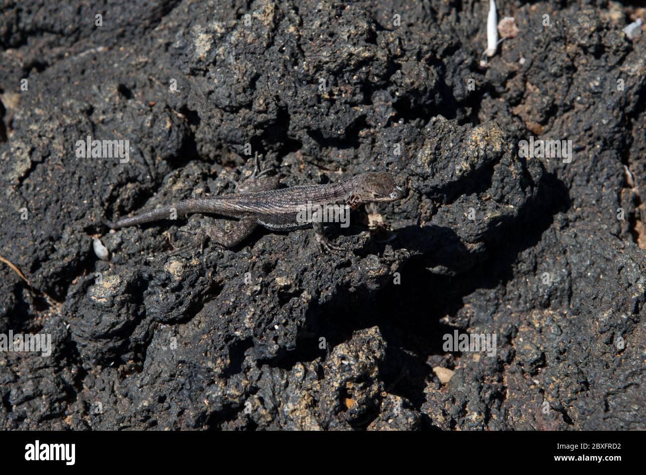Galápagos lava lizard on Bartolome Island at the Galapagos Islands ...