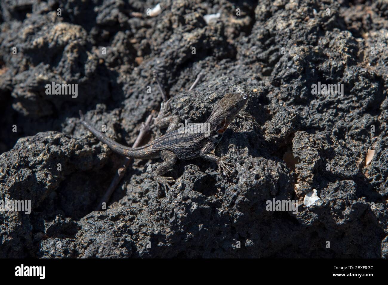 Galápagos lava lizard on Bartolome Island at the Galapagos Islands ...