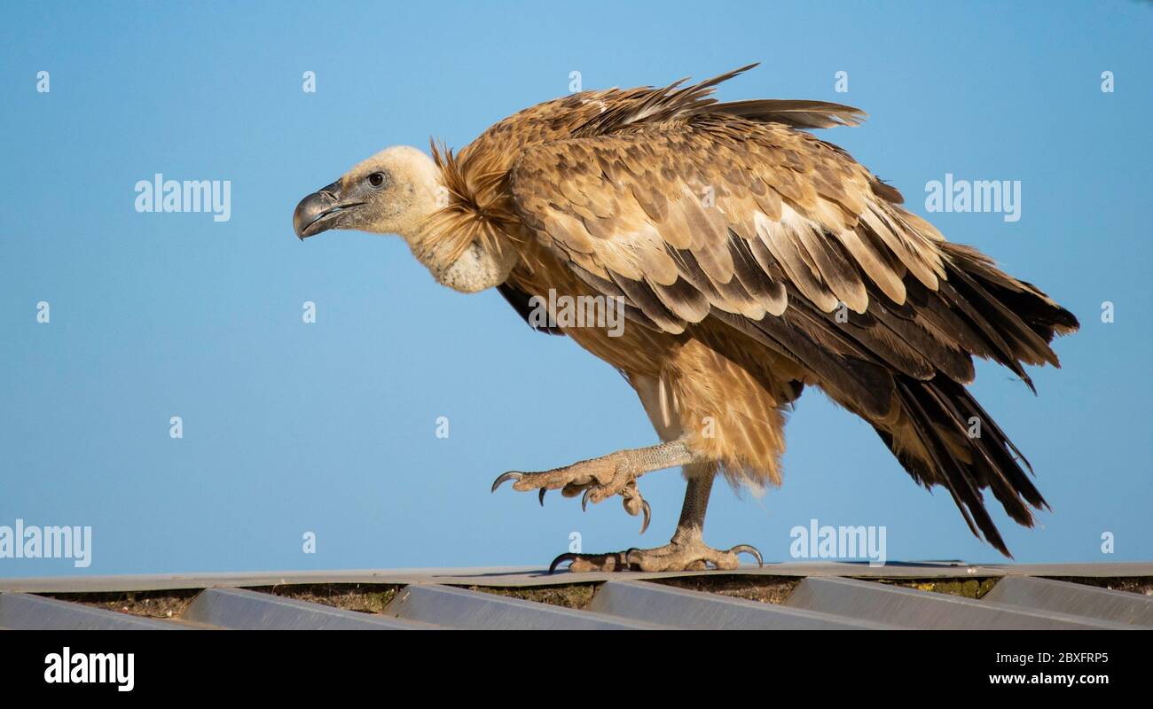 Vulture Talon High Resolution Stock Photography and Images - Alamy
