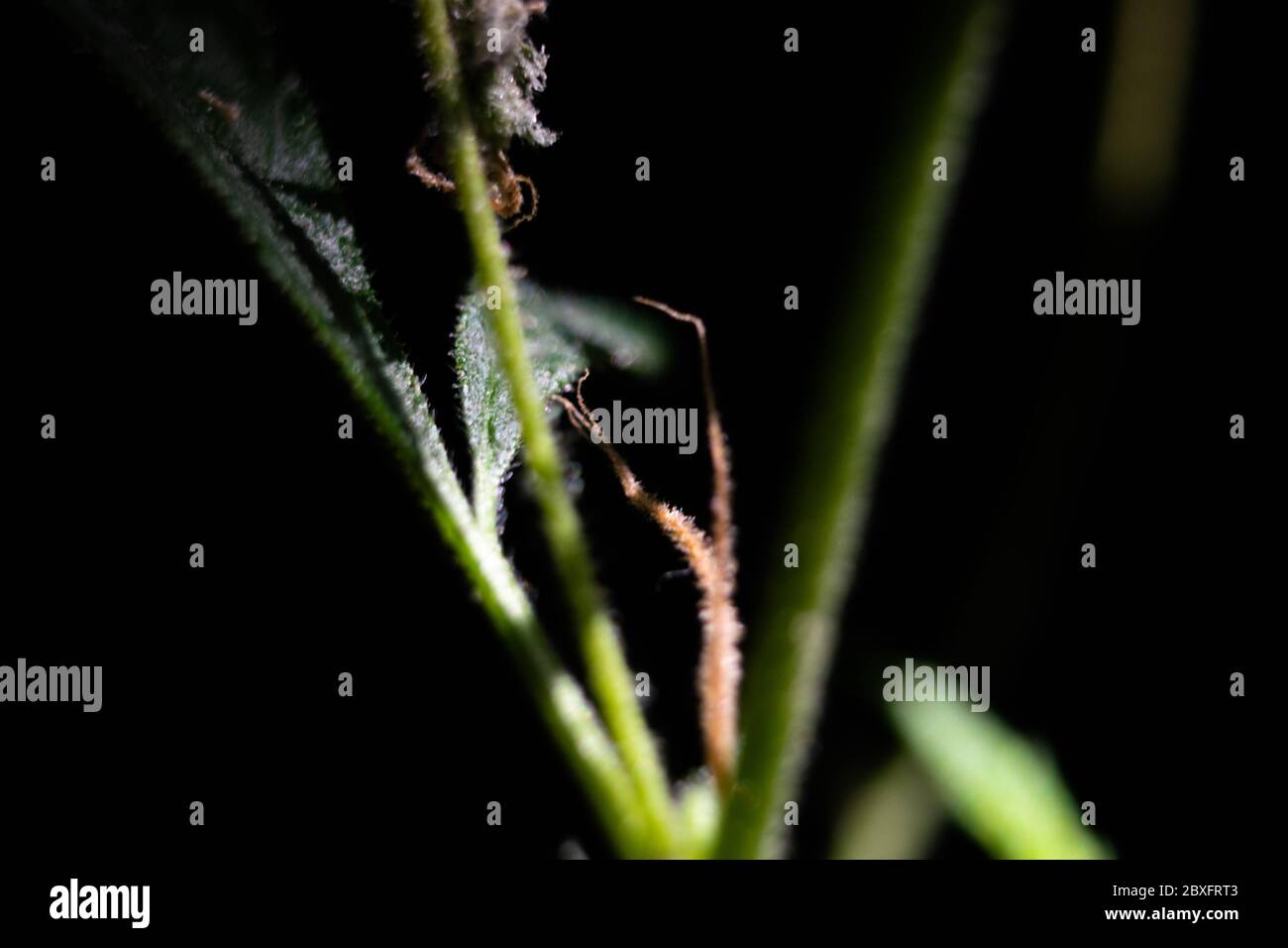 Pistils marijuana plant hi-res stock photography and images - Alamy