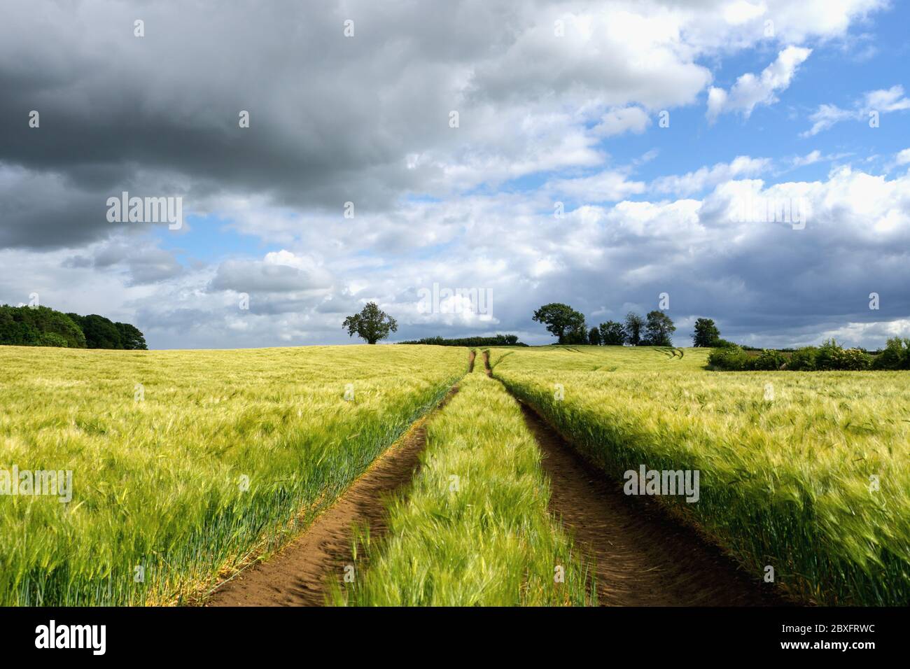 Temperate grassland hi-res stock photography and images - Alamy