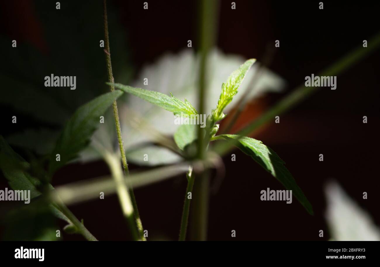 Marijuana plant roots hi-res stock photography and images - Alamy