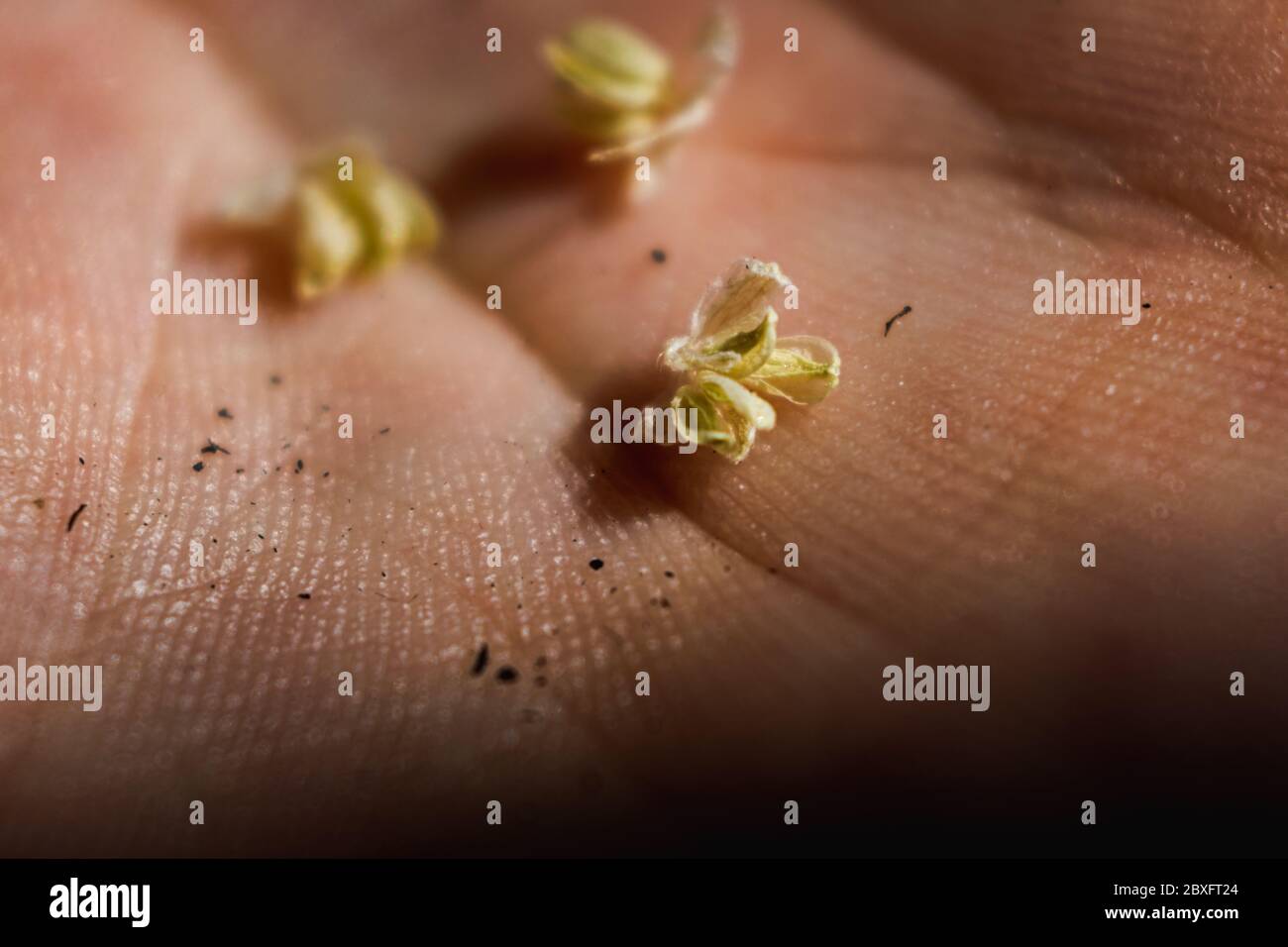 Marijuana flowers hi-res stock photography and images - Alamy