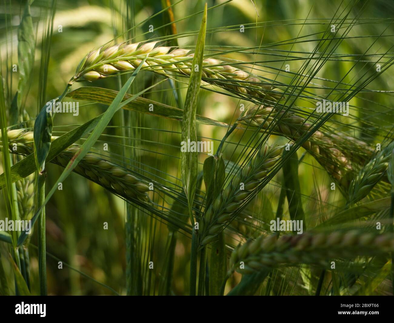 Detail of a wheat field with some curved wheat stems and blurred ...