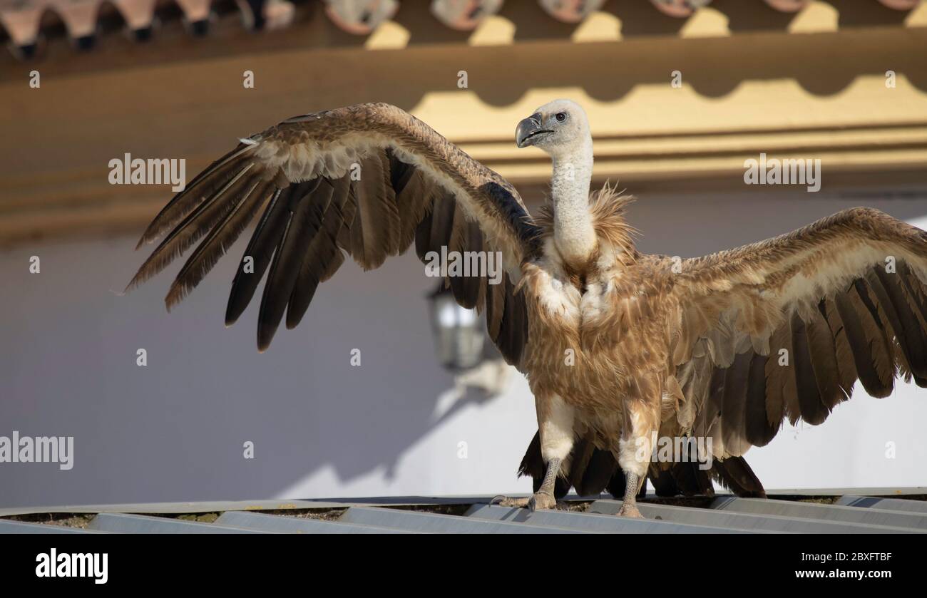 Vulture Talon High Resolution Stock Photography and Images - Alamy