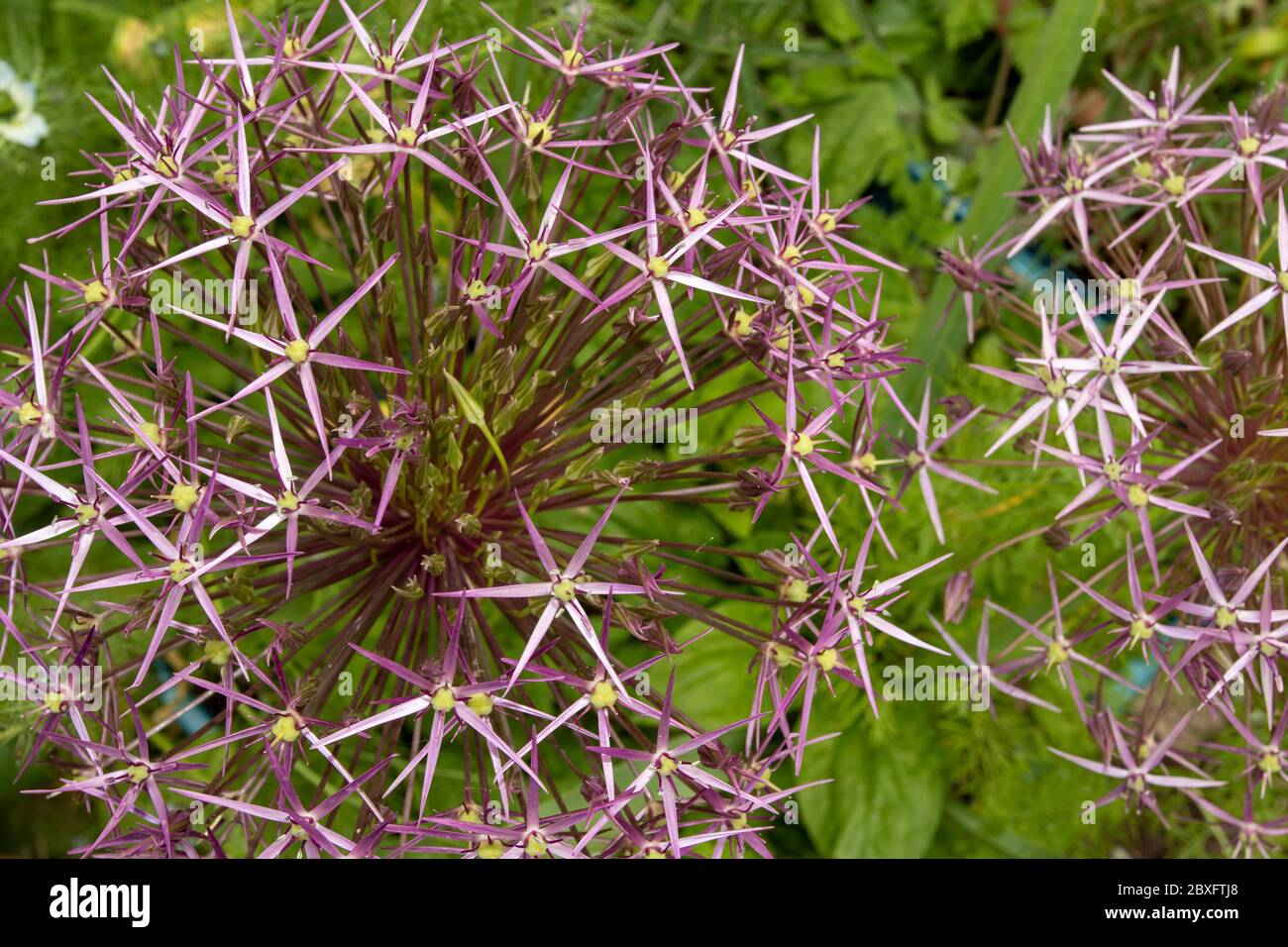 Allium cristophii, the Persian onion, star of Persia, flower head in a ...
