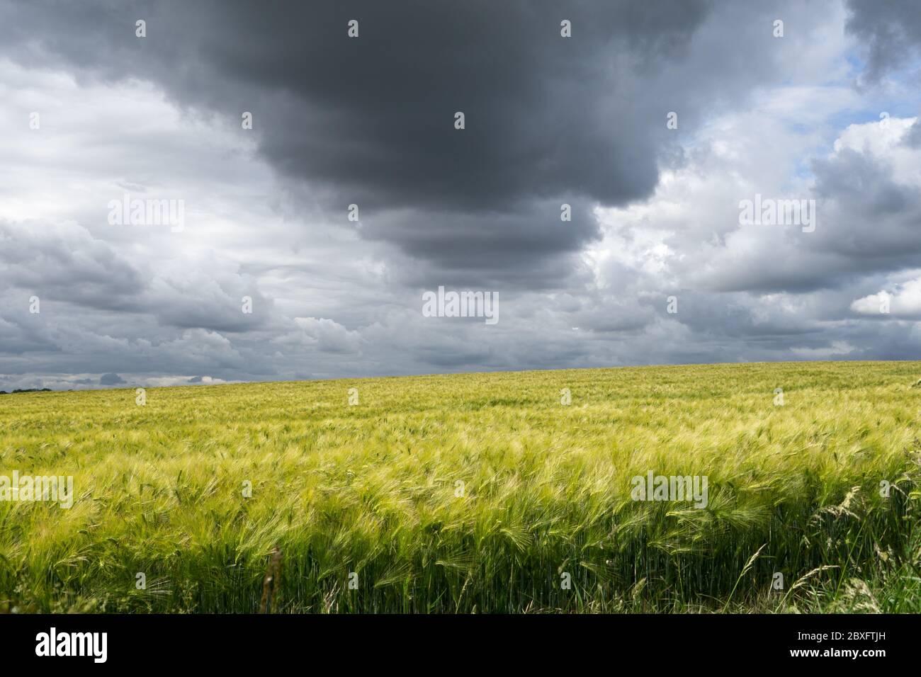 Ripening bearded barley on a bright summer day. It is a member of the ...