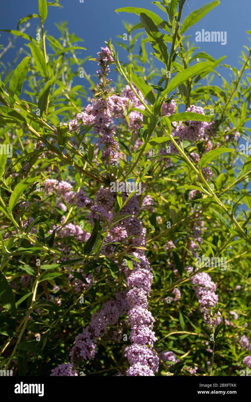 Weeping Buddleja (Buddleja alternifolia) flowers in a London urban ...