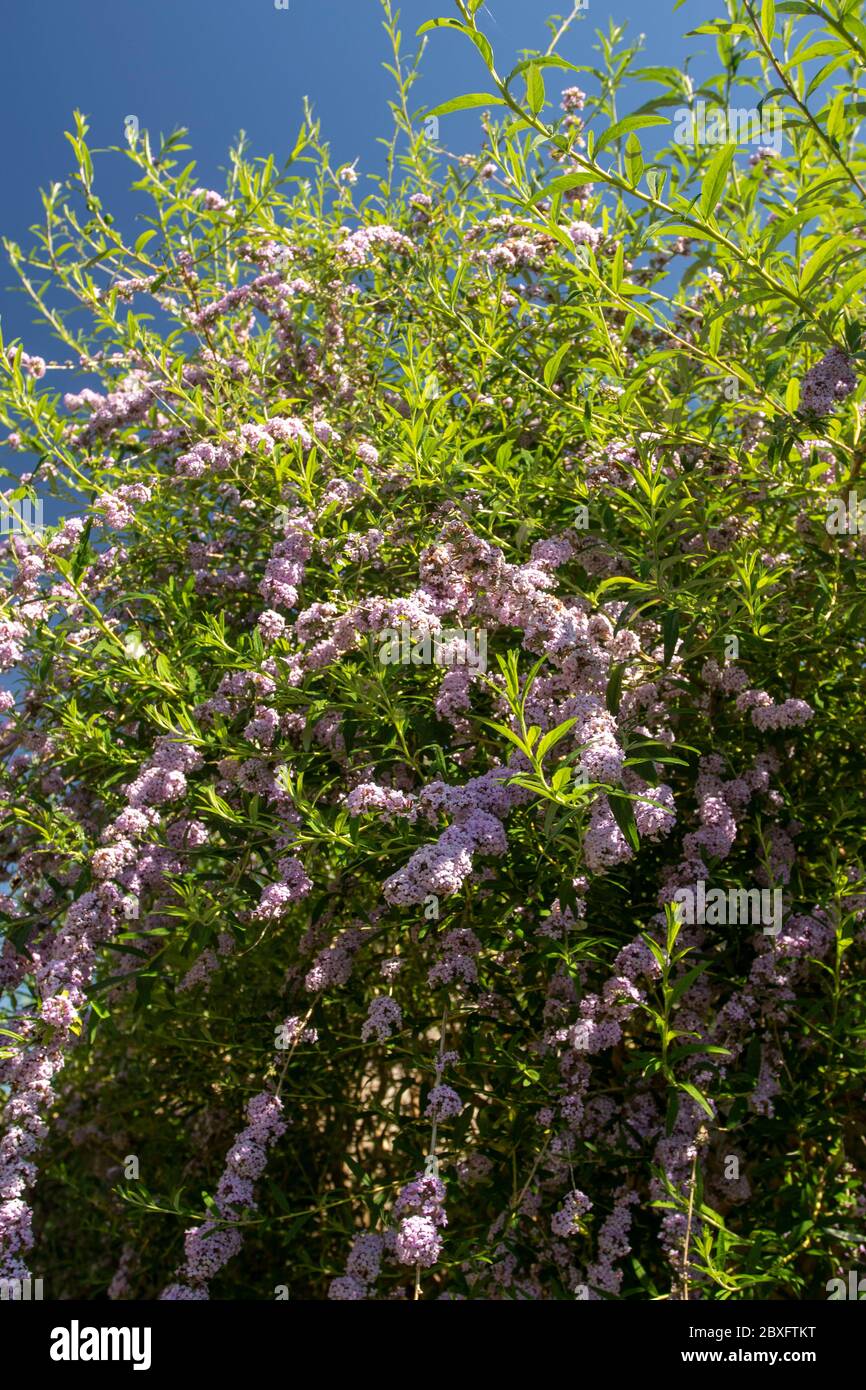 Weeping Buddleja (Buddleja alternifolia) flowers in a London urban ...
