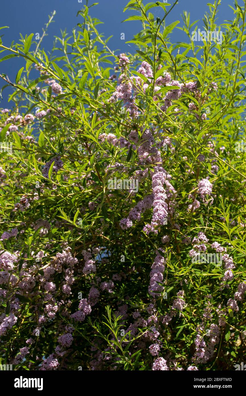 Weeping Buddleja (Buddleja alternifolia) flowers in a London urban ...