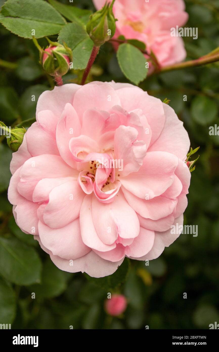 Pink bush rose flowering in the summer sunshine in a London urban ...