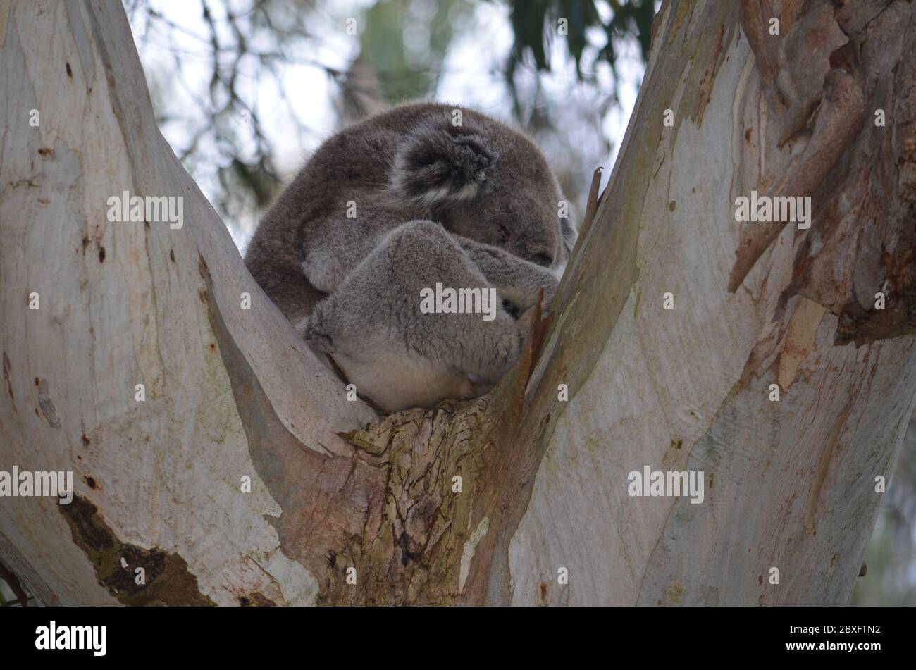 Australia Koala Wild life Stock Photo - Alamy