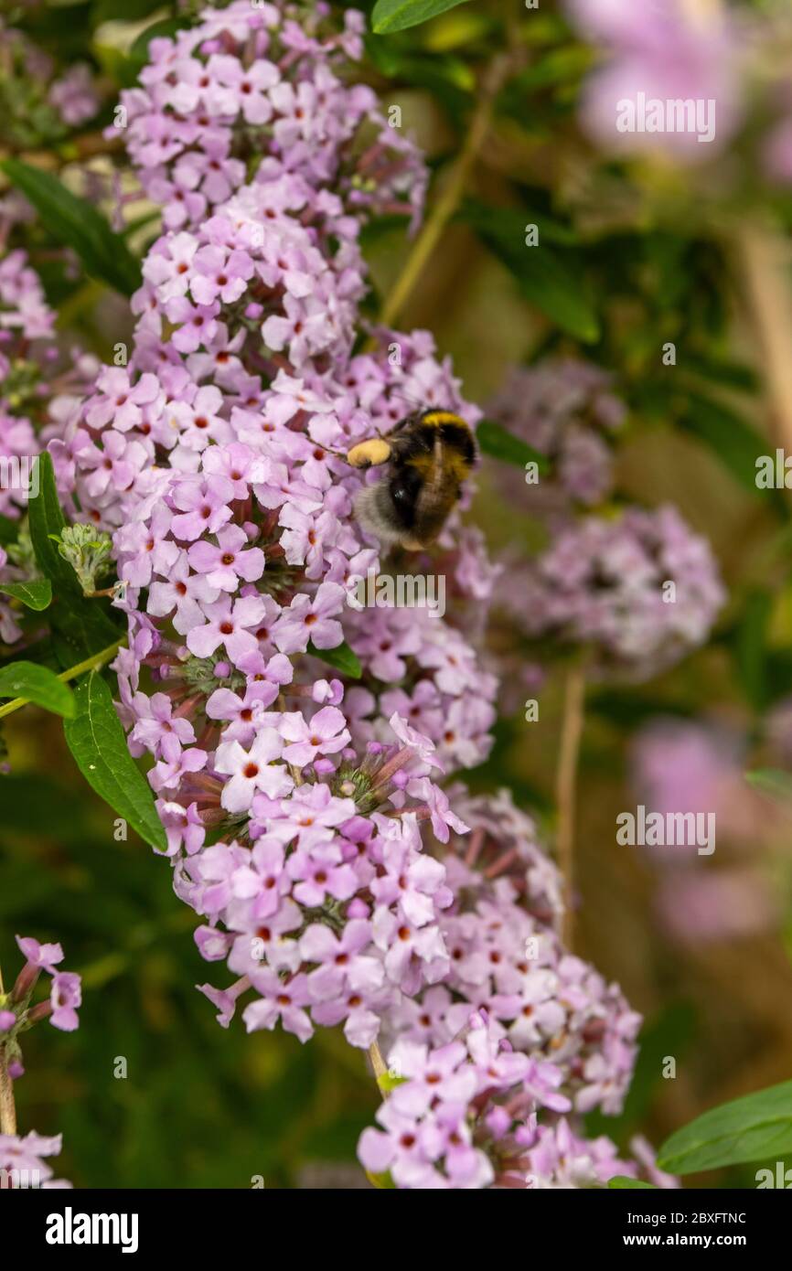 Buddlejas hi-res stock photography and images - Alamy