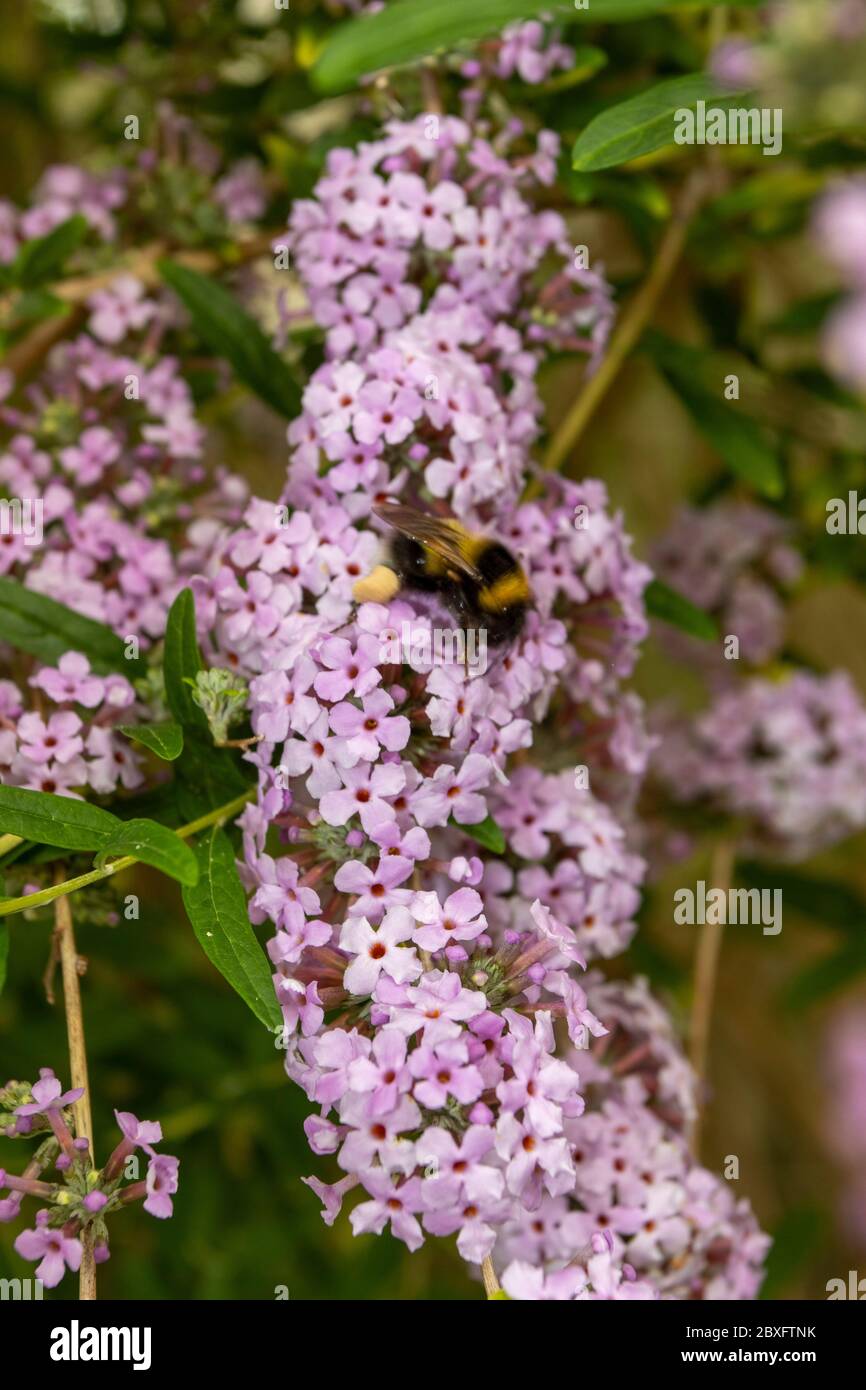 Weeping Buddleja (Buddleja alternifolia) flowers in a London urban ...
