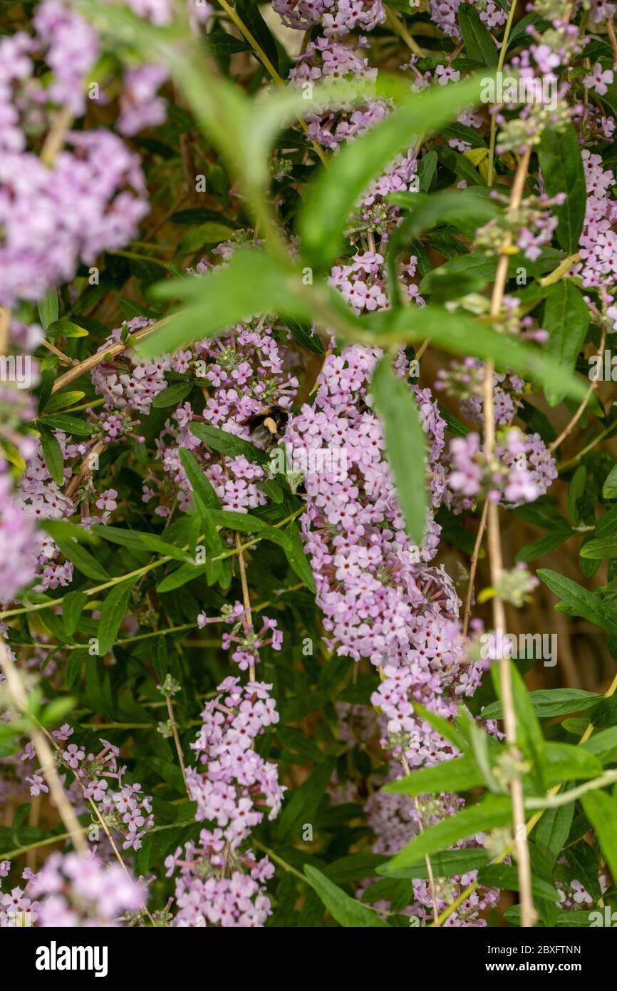 Weeping Buddleja (Buddleja alternifolia) flowers in a London urban ...