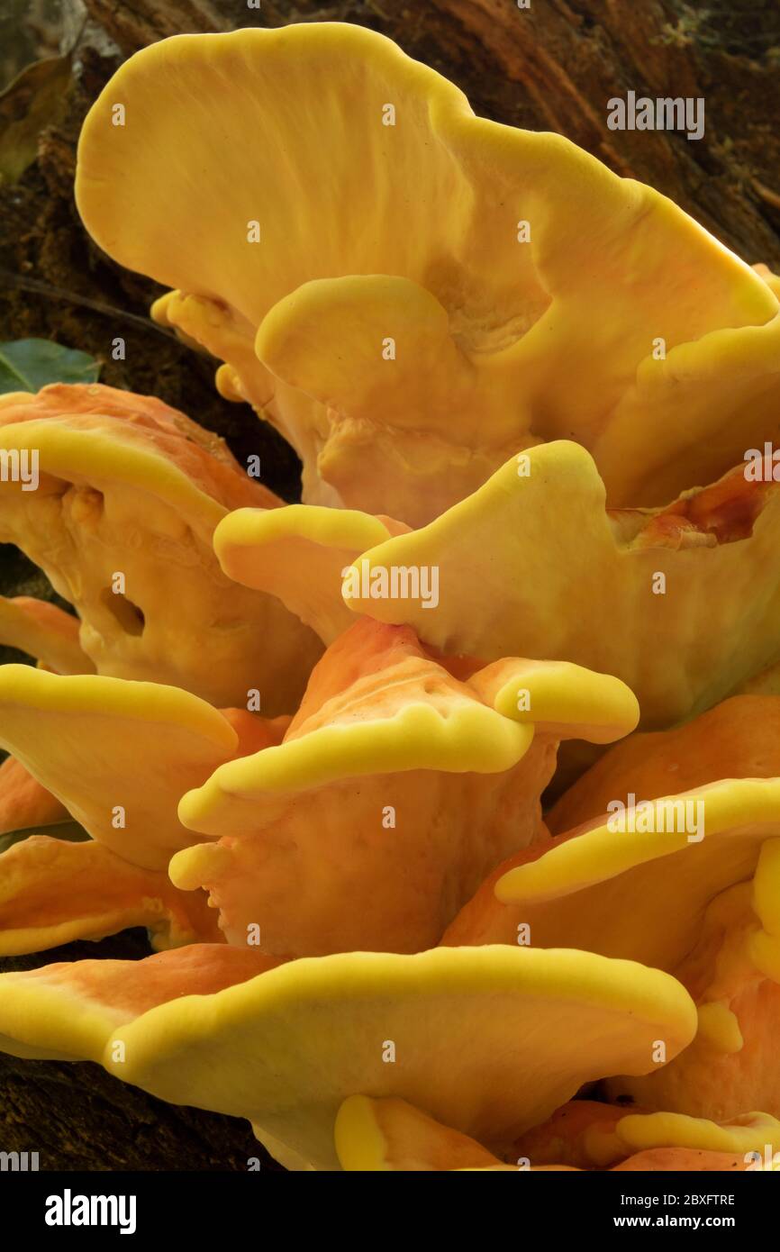 Chicken of the Woods edible fungi on rotting tree stump in late spring ...