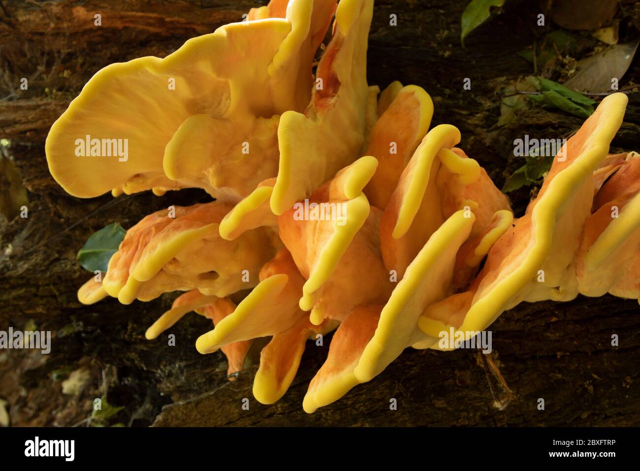 Chicken of the Woods edible fungi on rotting tree stump in late spring ...