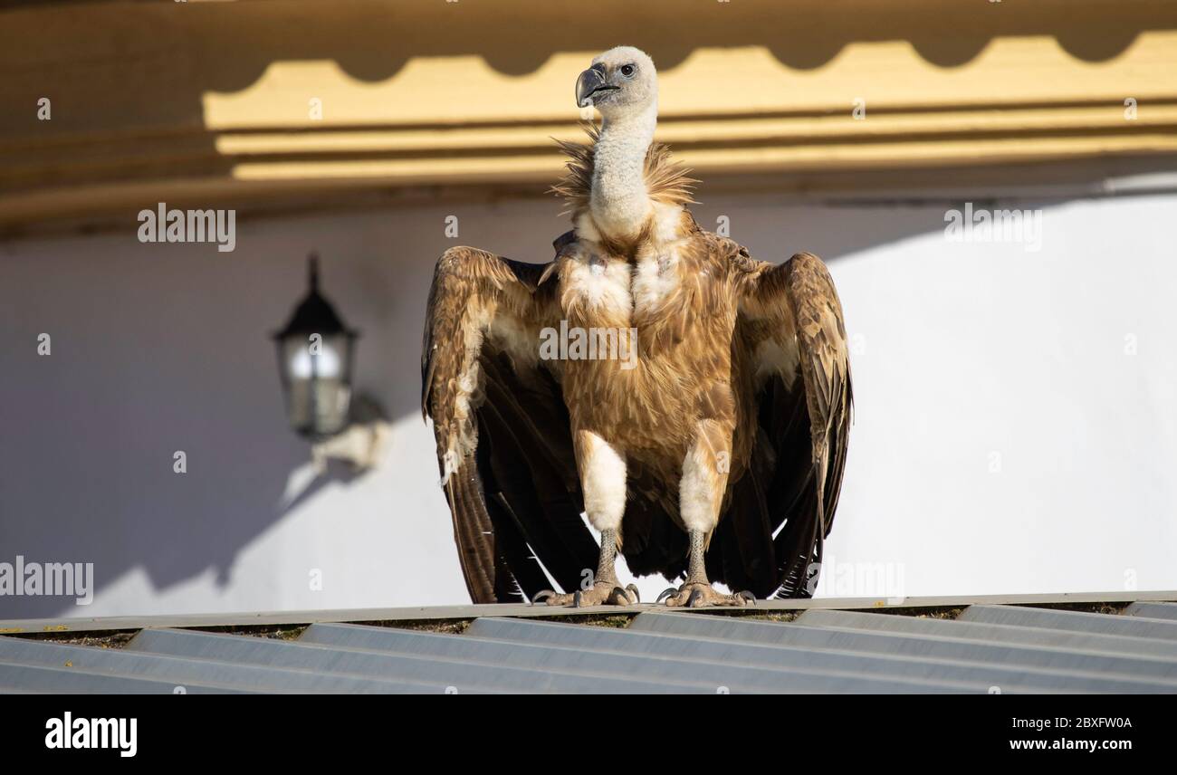 Vulture talon hi-res stock photography and images - Alamy