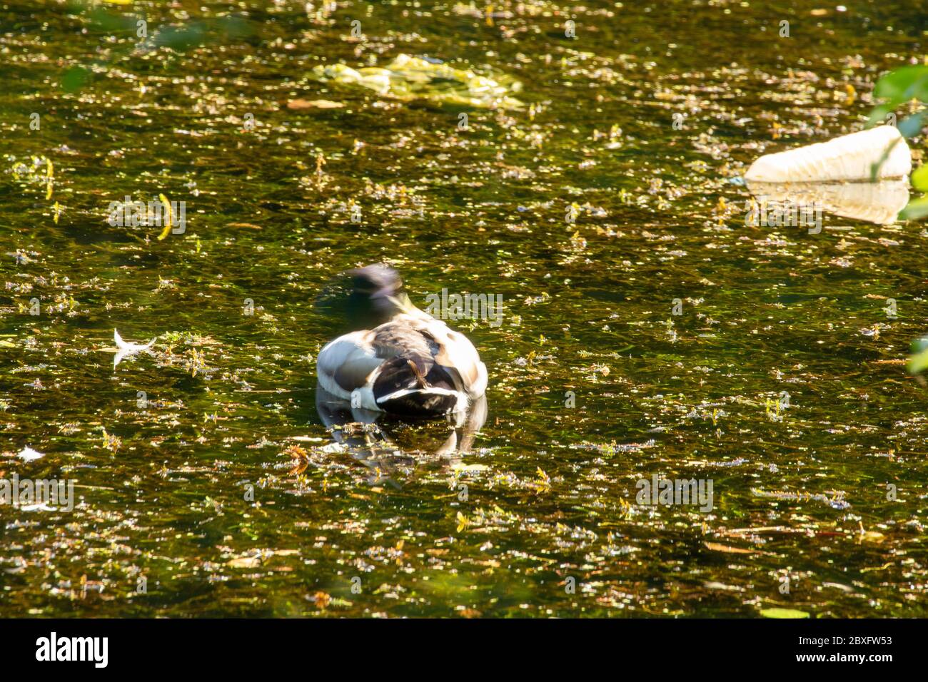 Keston village hi-res stock photography and images - Alamy