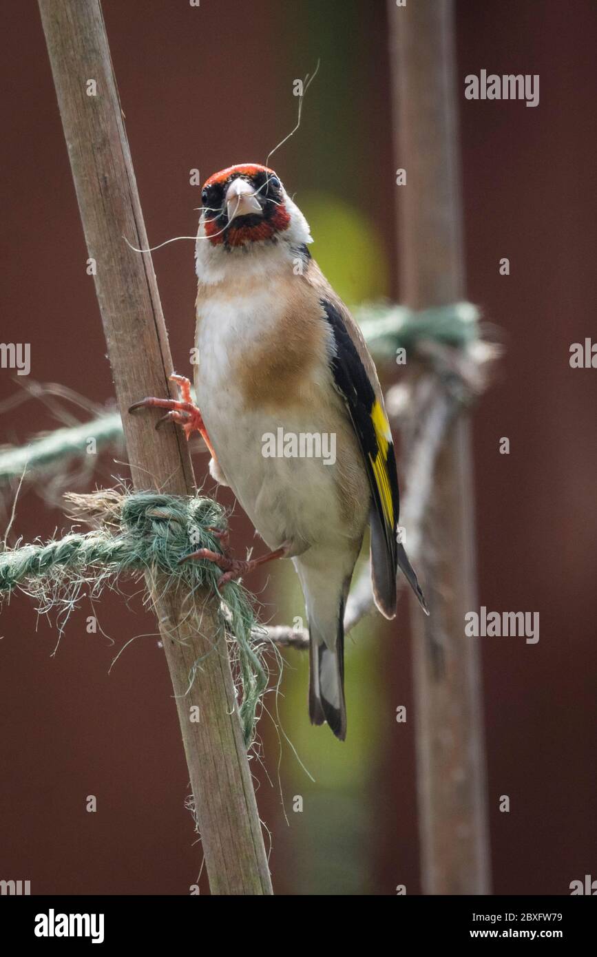 European goldfinch eggs hi-res stock photography and images - Alamy