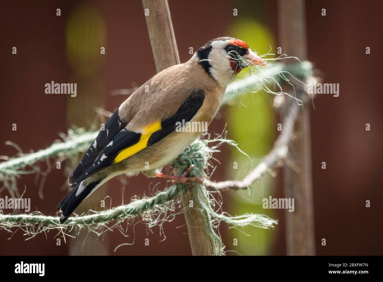European goldfinch eggs hi-res stock photography and images - Alamy