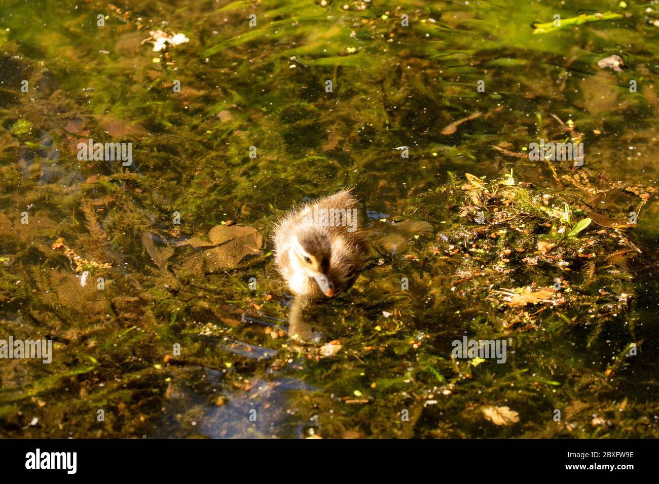 Keston village hi-res stock photography and images - Alamy