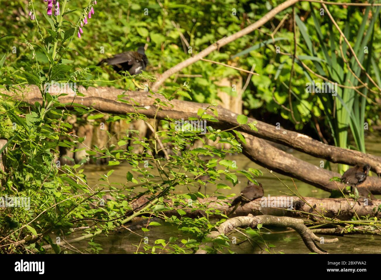 Keston village hi-res stock photography and images - Alamy