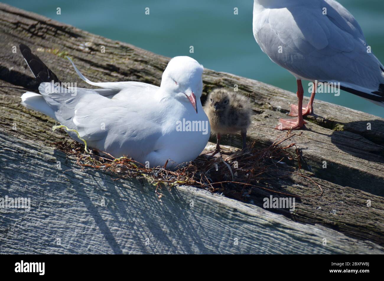 Australia Native Birds Stock Photo - Alamy