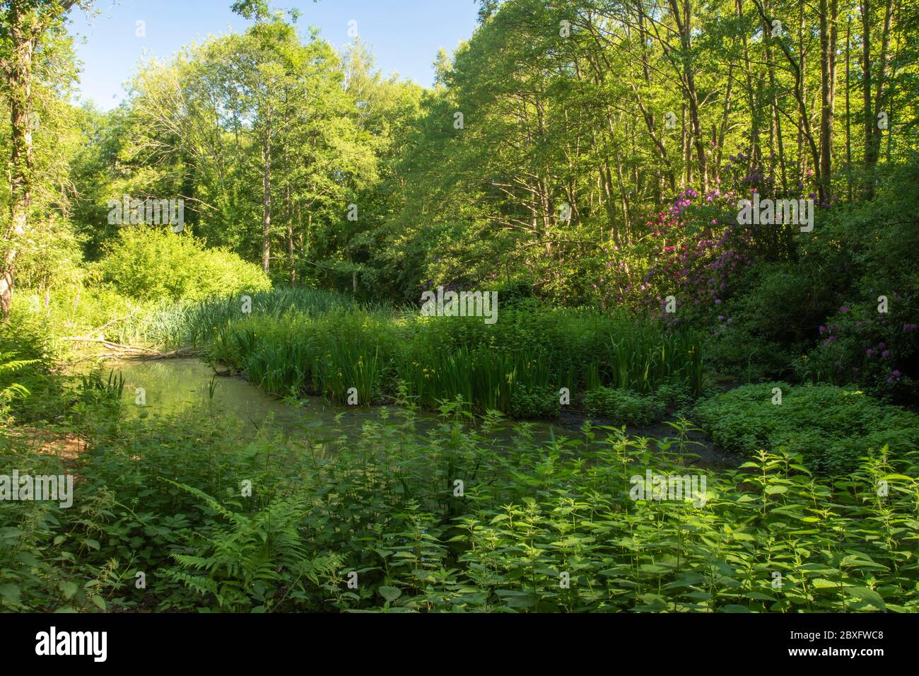 Keston pond on the outskirts of Bromley in spring, Greater London ...
