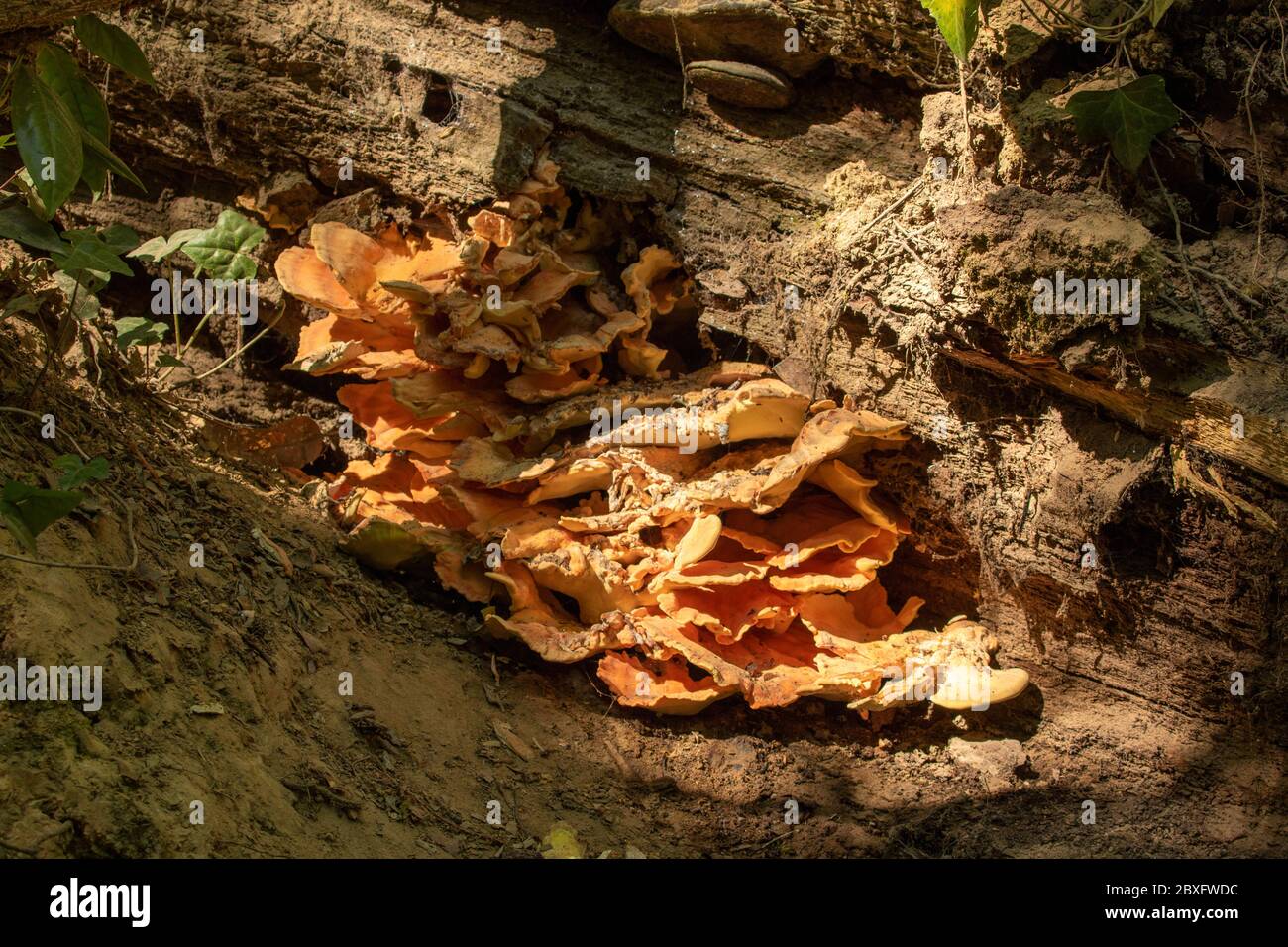 Chicken of the Woods edible fungi on rotting tree stump in late spring ...