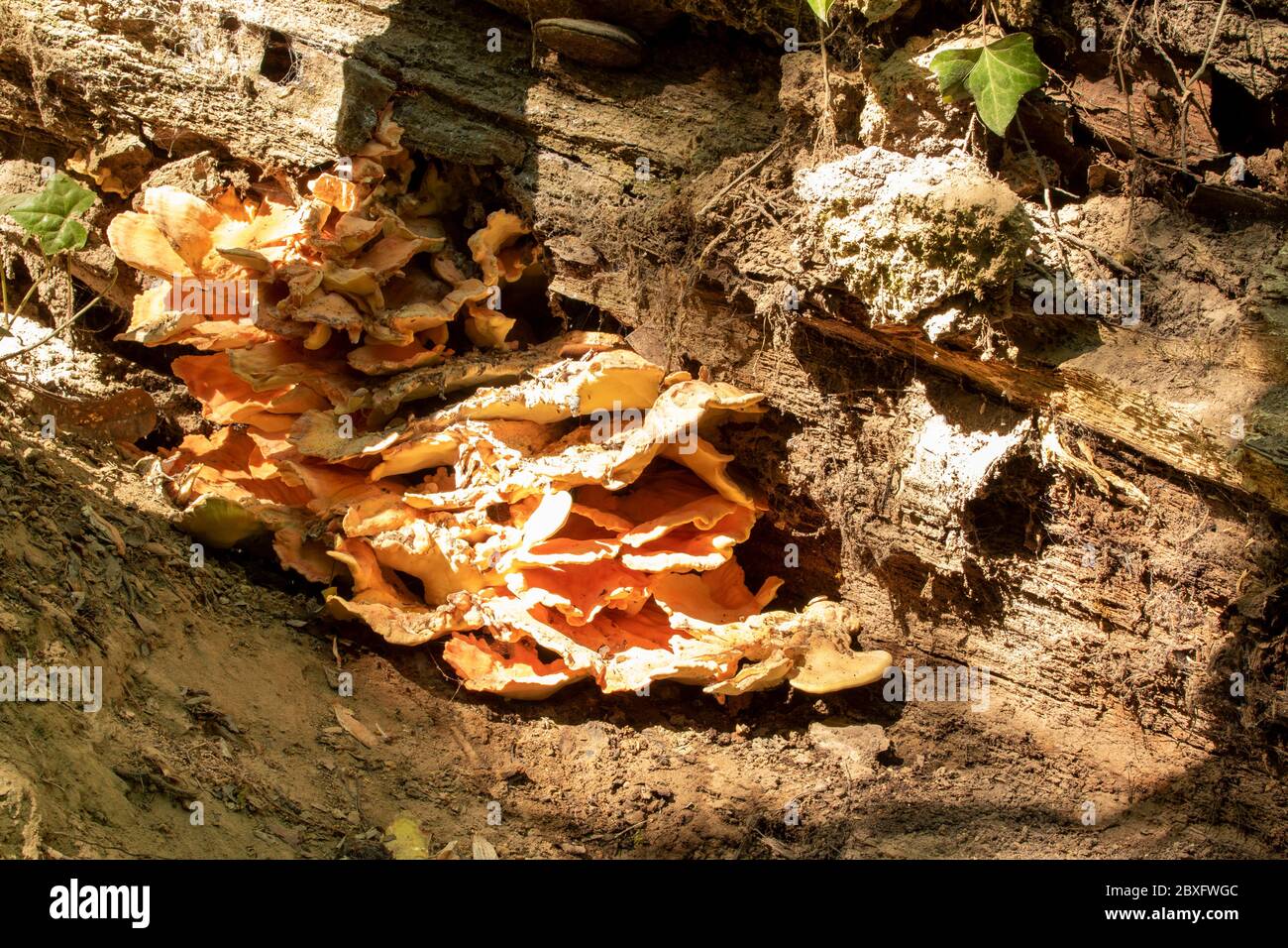 Chicken of the Woods edible fungi on rotting tree stump in late spring ...