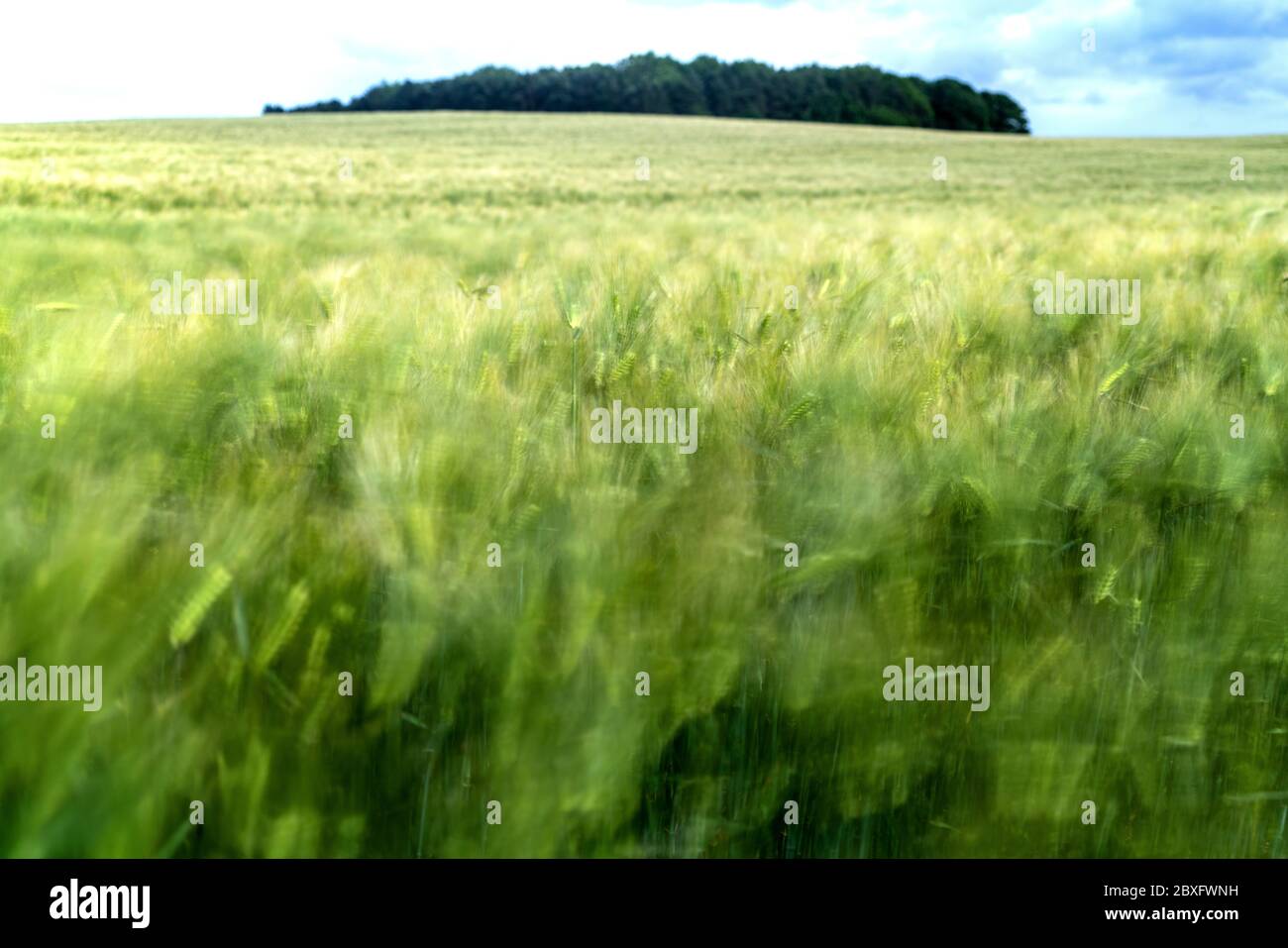 Grown in temperate climates hi-res stock photography and images - Alamy
