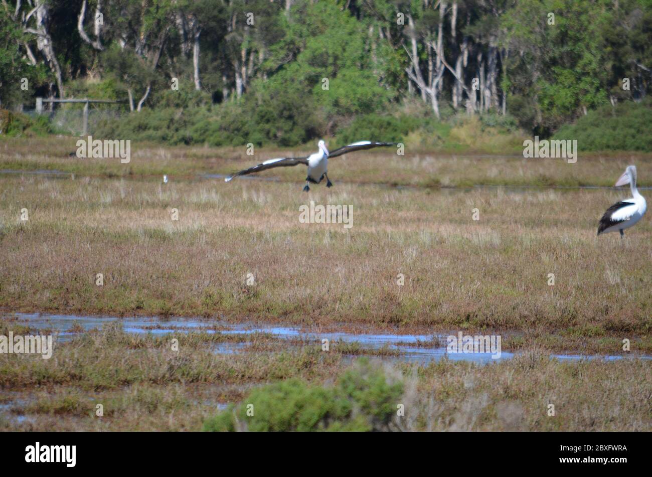 Australia Native Birds Stock Photo - Alamy