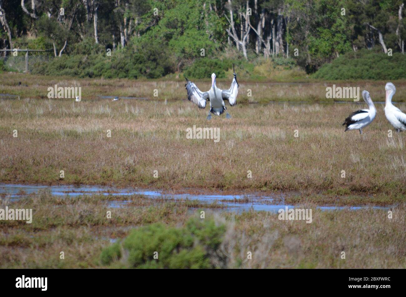Australia Native Birds Stock Photo - Alamy