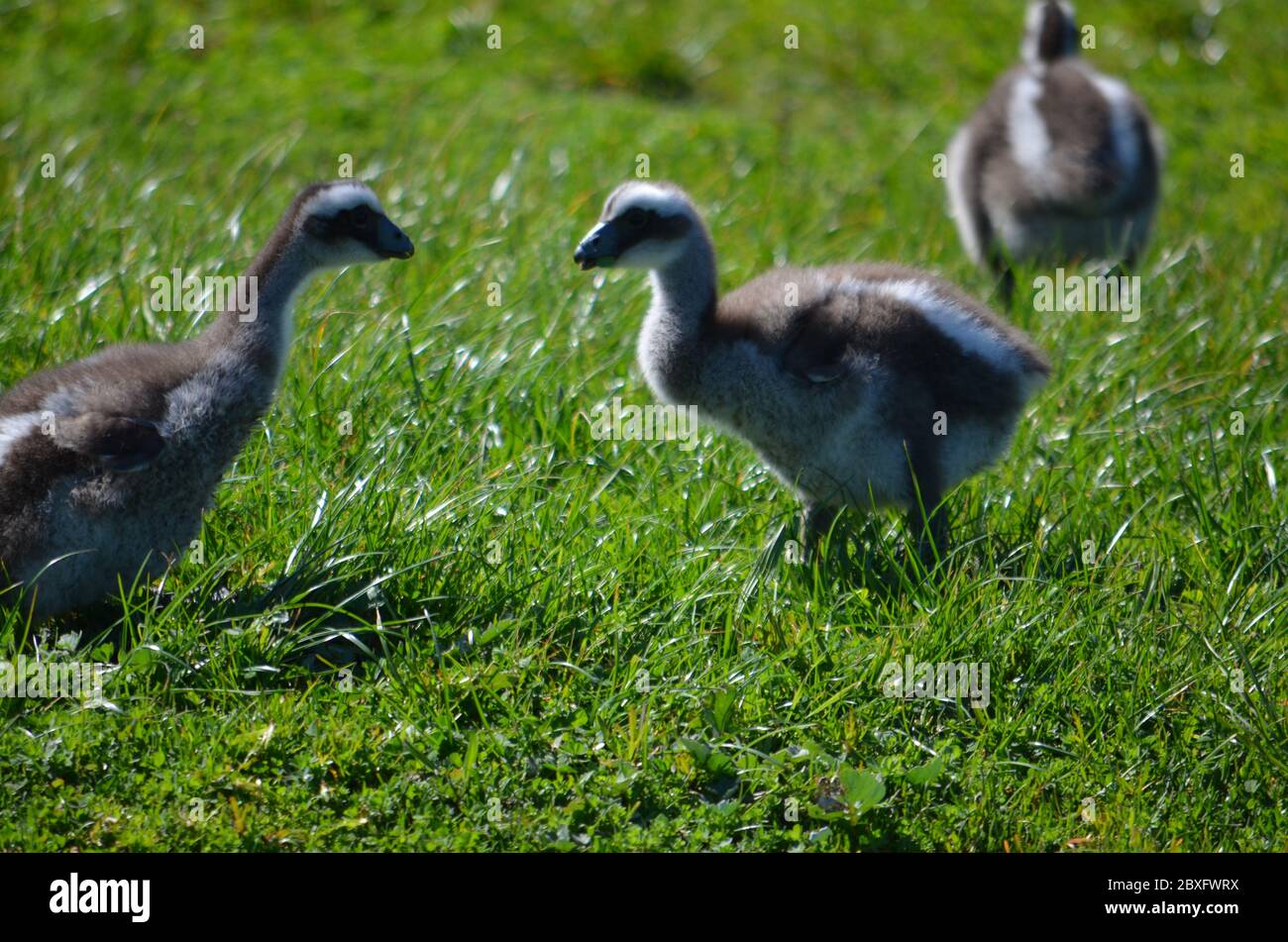 Australia native geese hi-res stock photography and images - Alamy