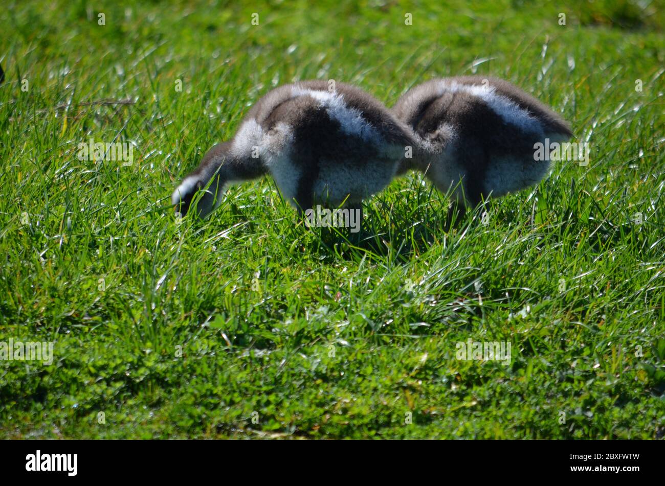Australia native geese hi-res stock photography and images - Alamy