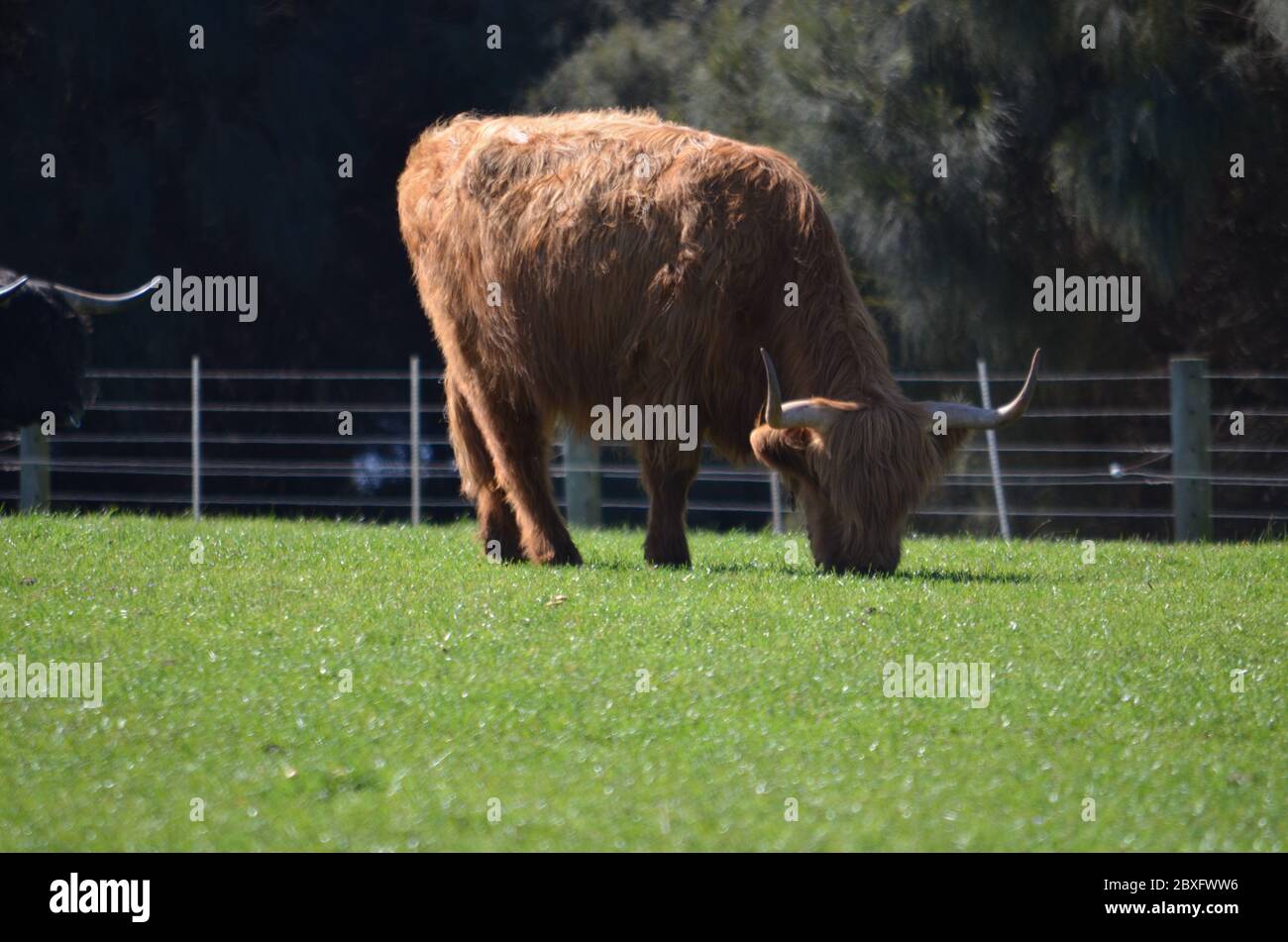 Australia Victoria Farm Phillip Island Stock Photo - Alamy