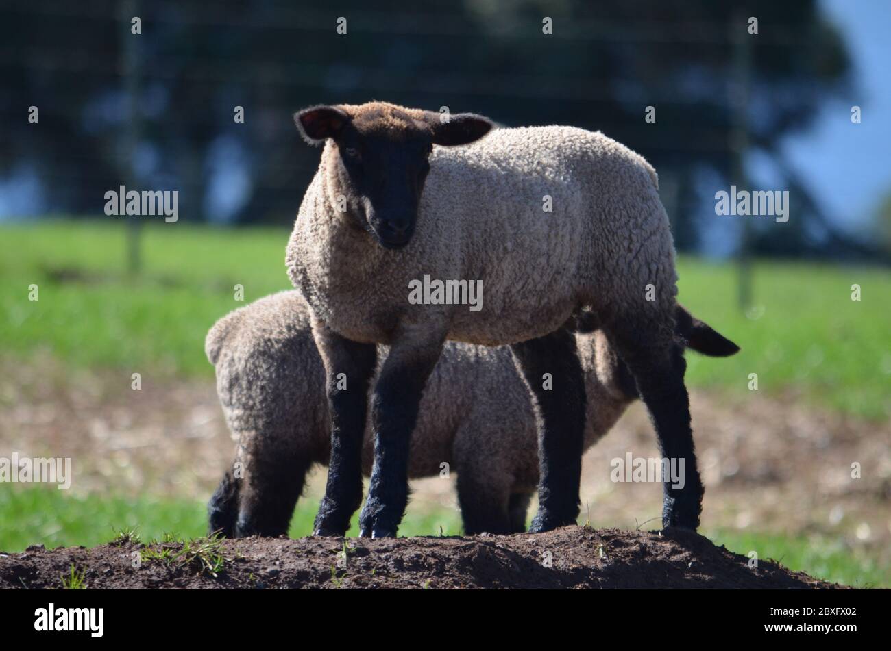 Australia Victoria Farm Phillip Island Stock Photo - Alamy