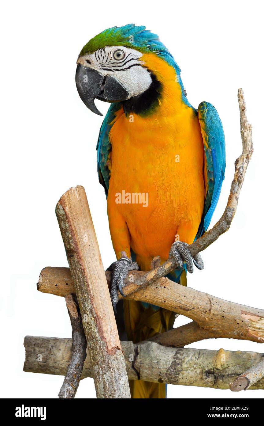 Blue-and-Gold Macaw, a bird with feathers in 2 colors, blue and yellow ...