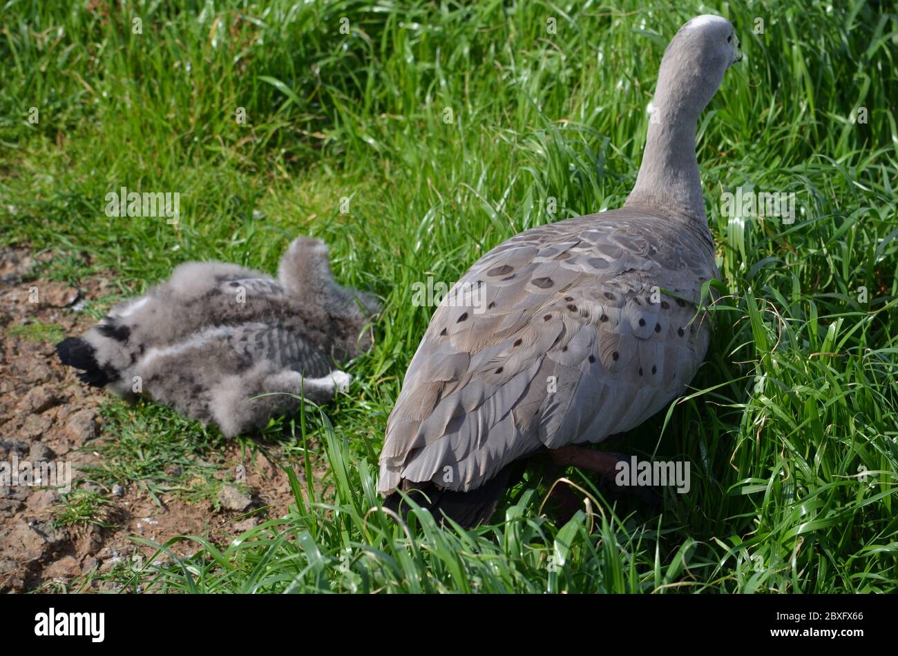 Australia native geese hi-res stock photography and images - Alamy