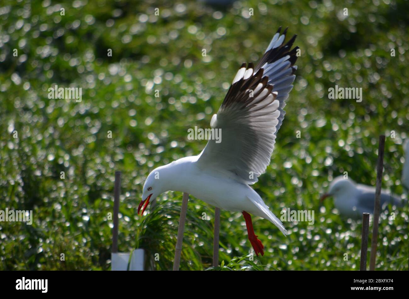 Australia Native Birds Stock Photo - Alamy