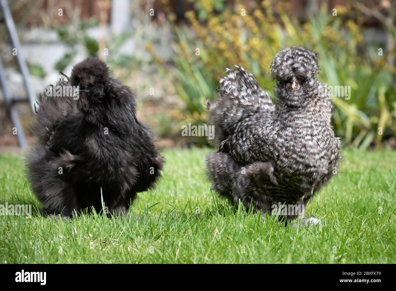 Partridge Silkies Frizzle Cross