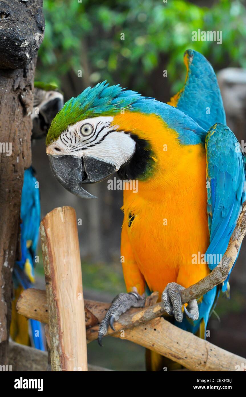 Blue-and-Gold Macaw, a bird with feathers in 2 colors, blue and yellow ...