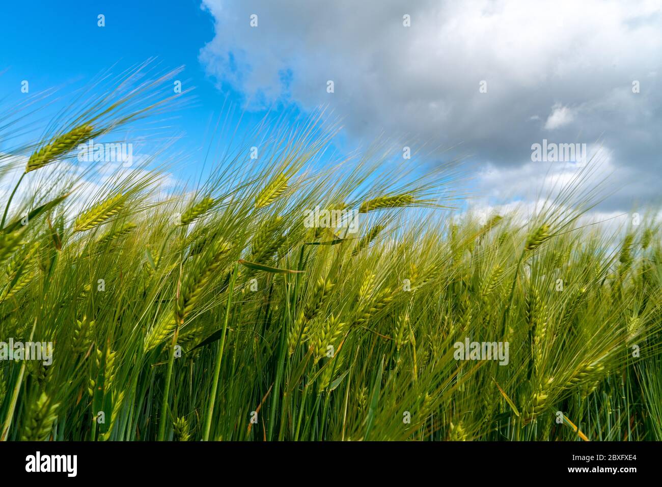Grown in temperate climates hi-res stock photography and images - Alamy