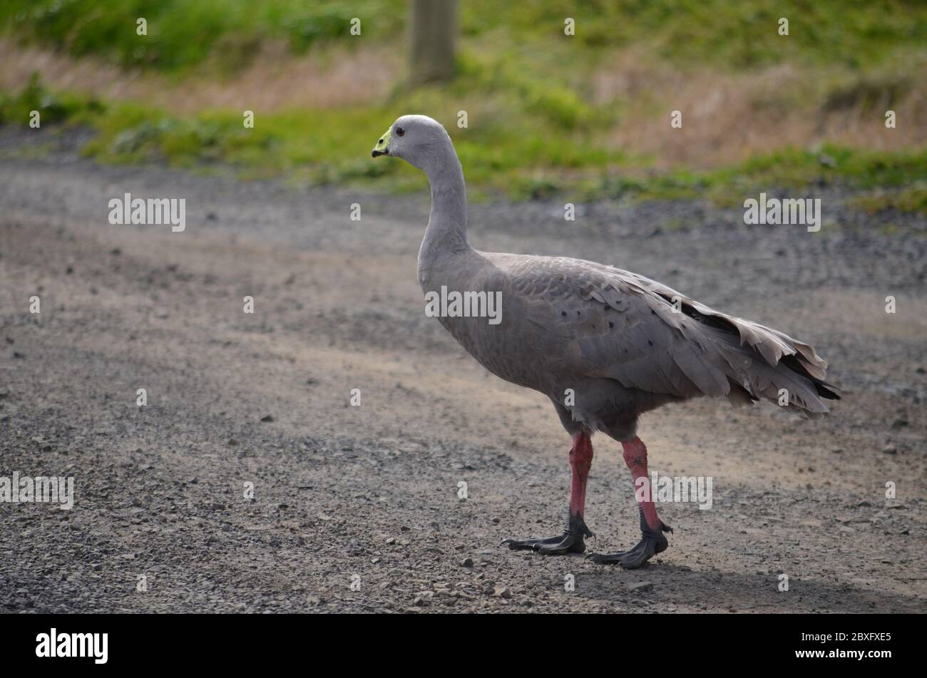 Australia native geese hi-res stock photography and images - Alamy